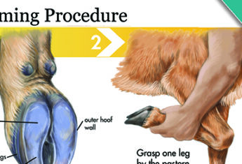 Goat Journal - Page 2 of 70